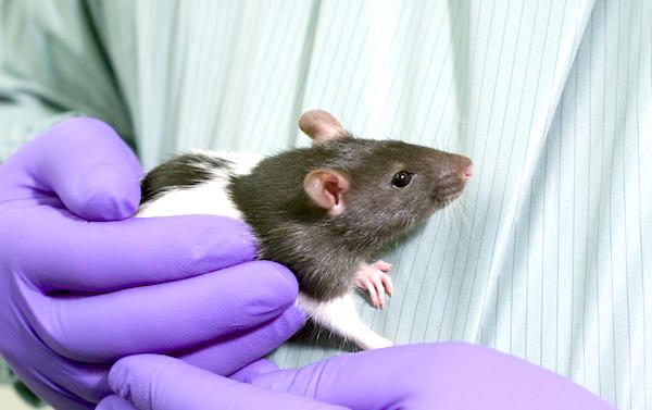 Underwhelming Cell Phone Rat Study - NeuroLogica Blog