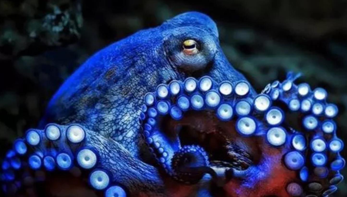 Alien Cephalopods and Panspermia - NeuroLogica Blog