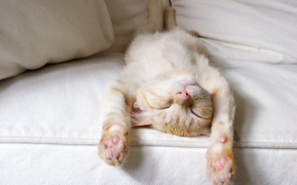 Should You Nap? - NeuroLogica Blog