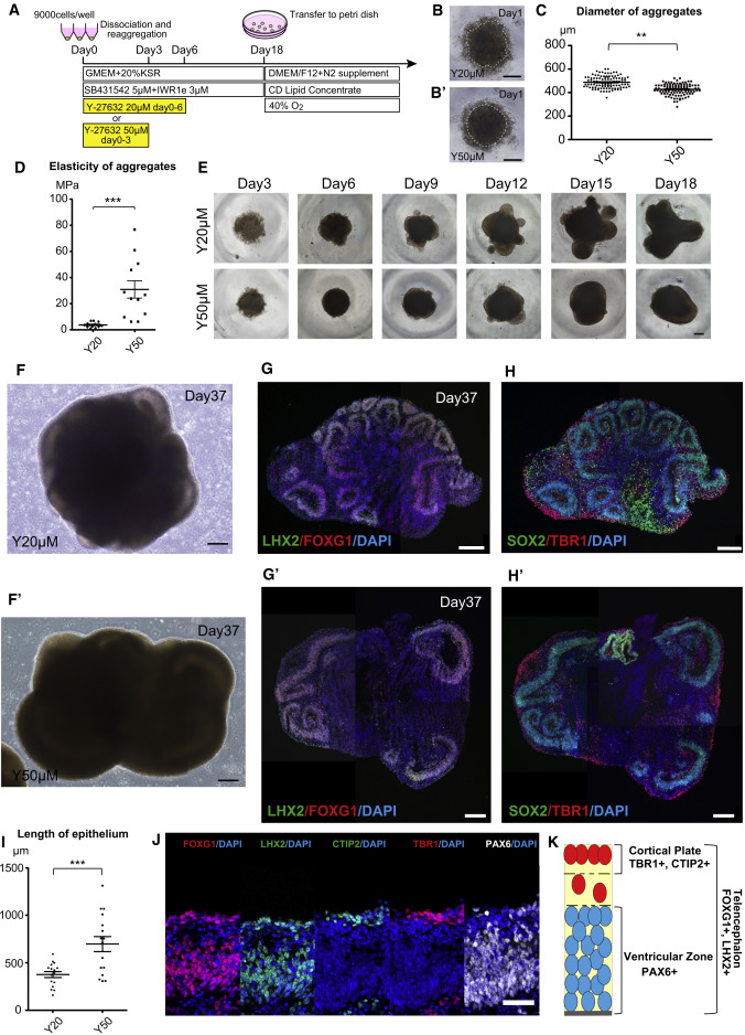 Making Mini-Brains from Stem Cells - NeuroLogica Blog