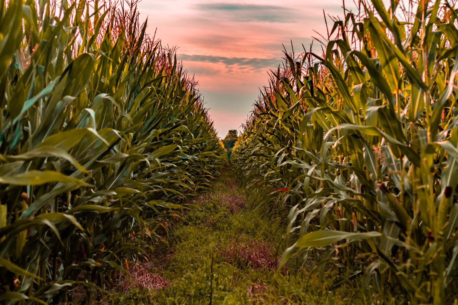 GMO Crops And Yield NeuroLogica Blog gmo-crops-and-yield-neurologica-blog
