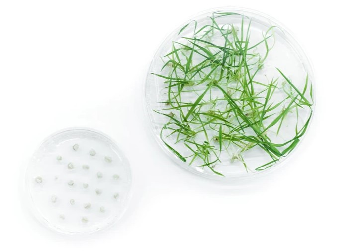 Making Proteins with Plant Molecular Farming - NeuroLogica Blog