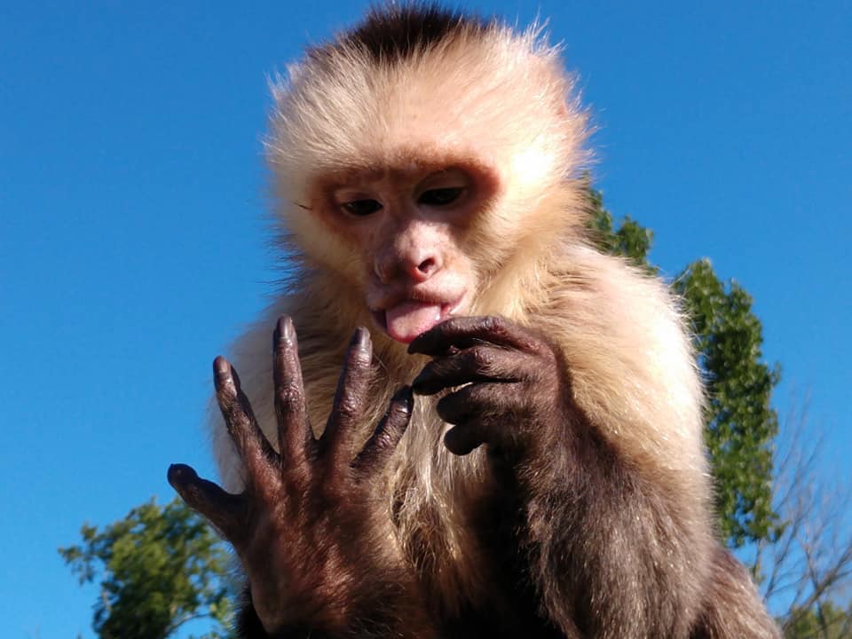 Number Reasoning and Language - NeuroLogica Blog